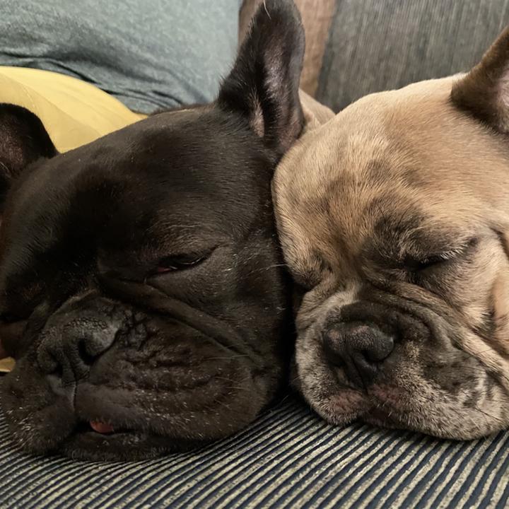 Buzz and Bandit's Post|Lemon8