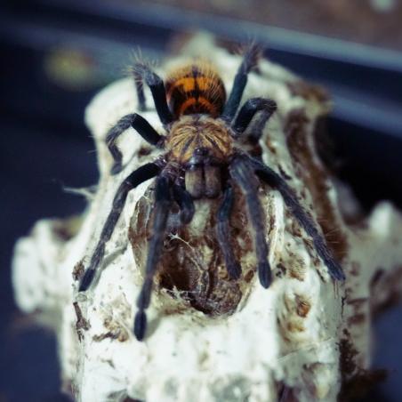 Garrett Schar's Post|Lemon8