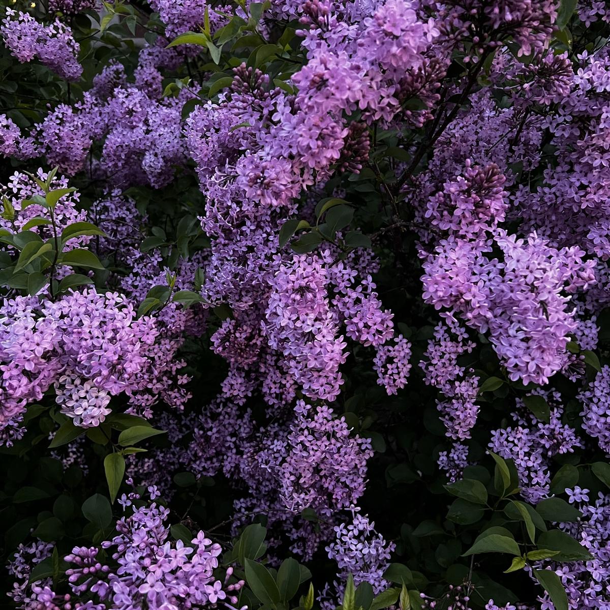 Michaela’s page's Post|Lemon8