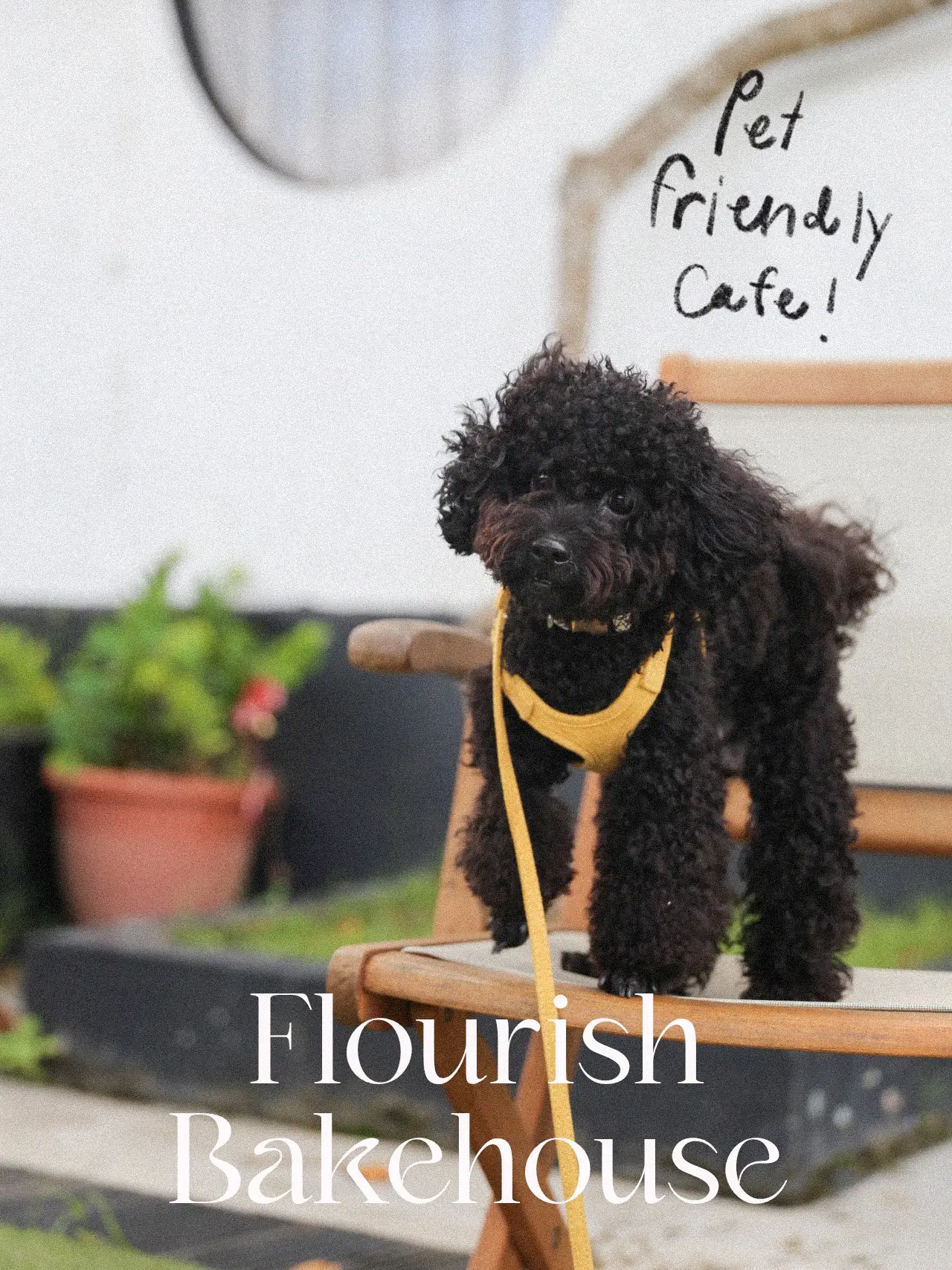 Pet friendly & study friendly cafe: Revelry | Gallery posted by Nicole ...