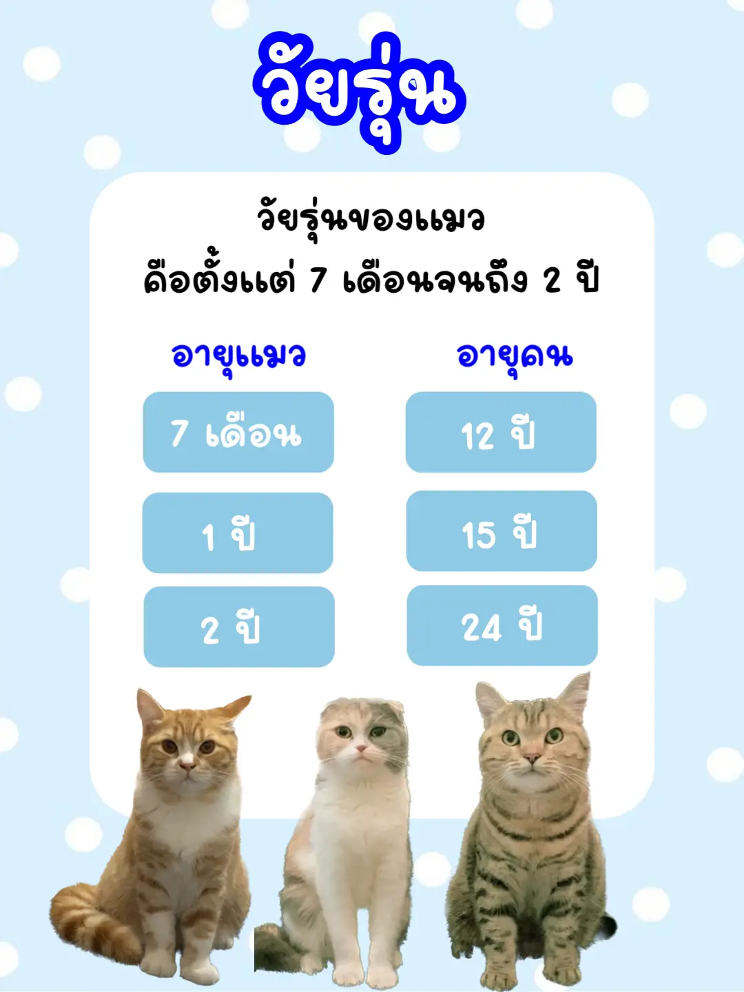 อายุ 25 มีแมว1ตัว🦦 | แกลเลอรีที่โพสต์โดย ณฐ | Lemon8