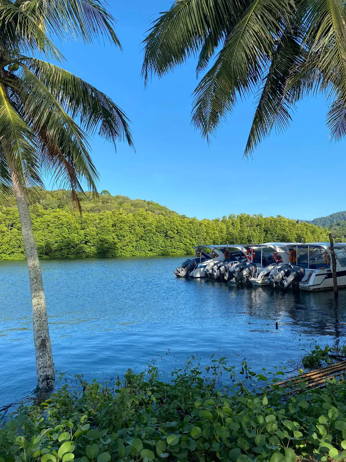 โพสต์ ของ opal|Lemon8