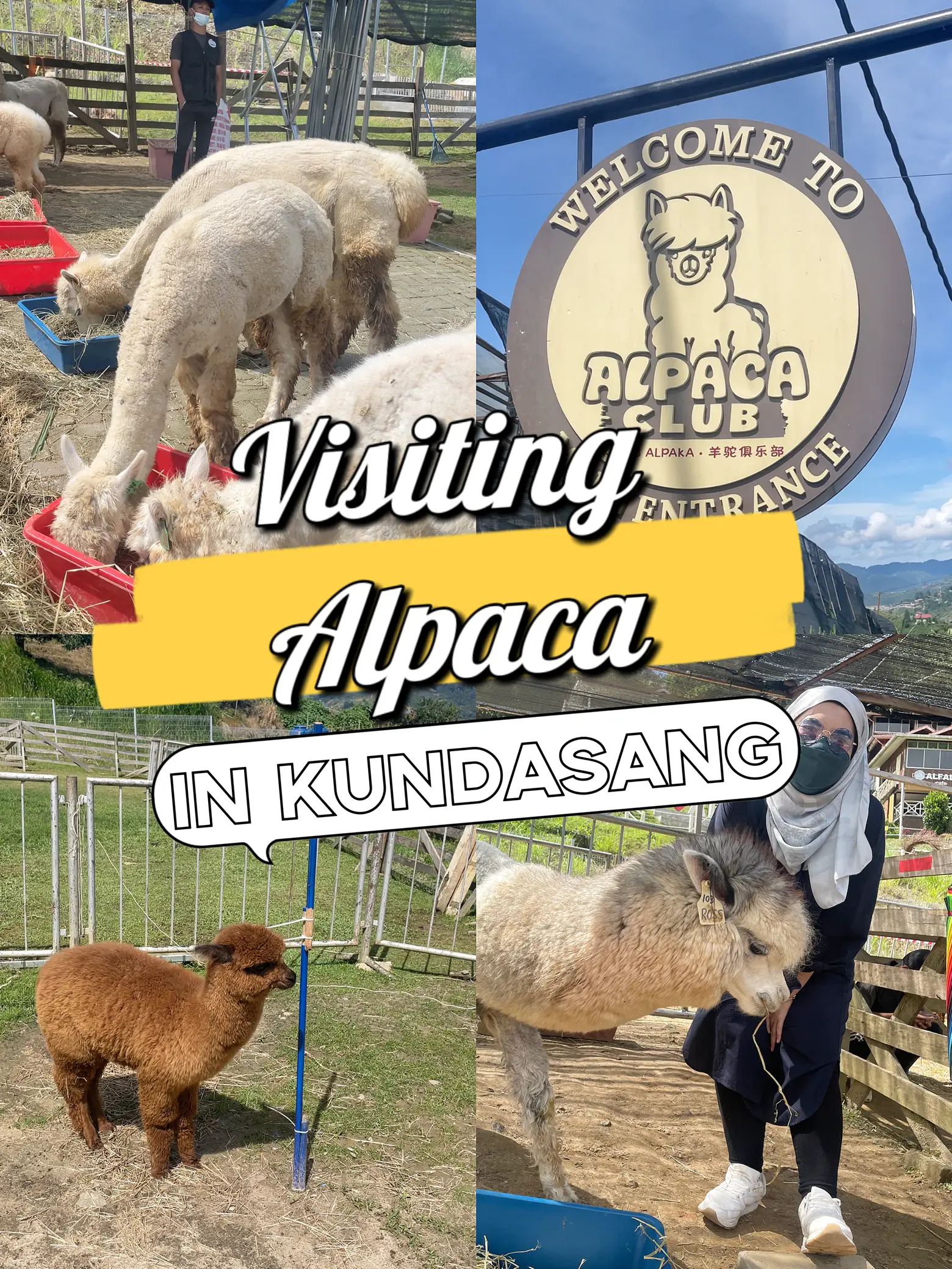 🤩 Petting zoo dekat Kundasang📍 Alpaca Club Sabah | Galeri disiarkan ...