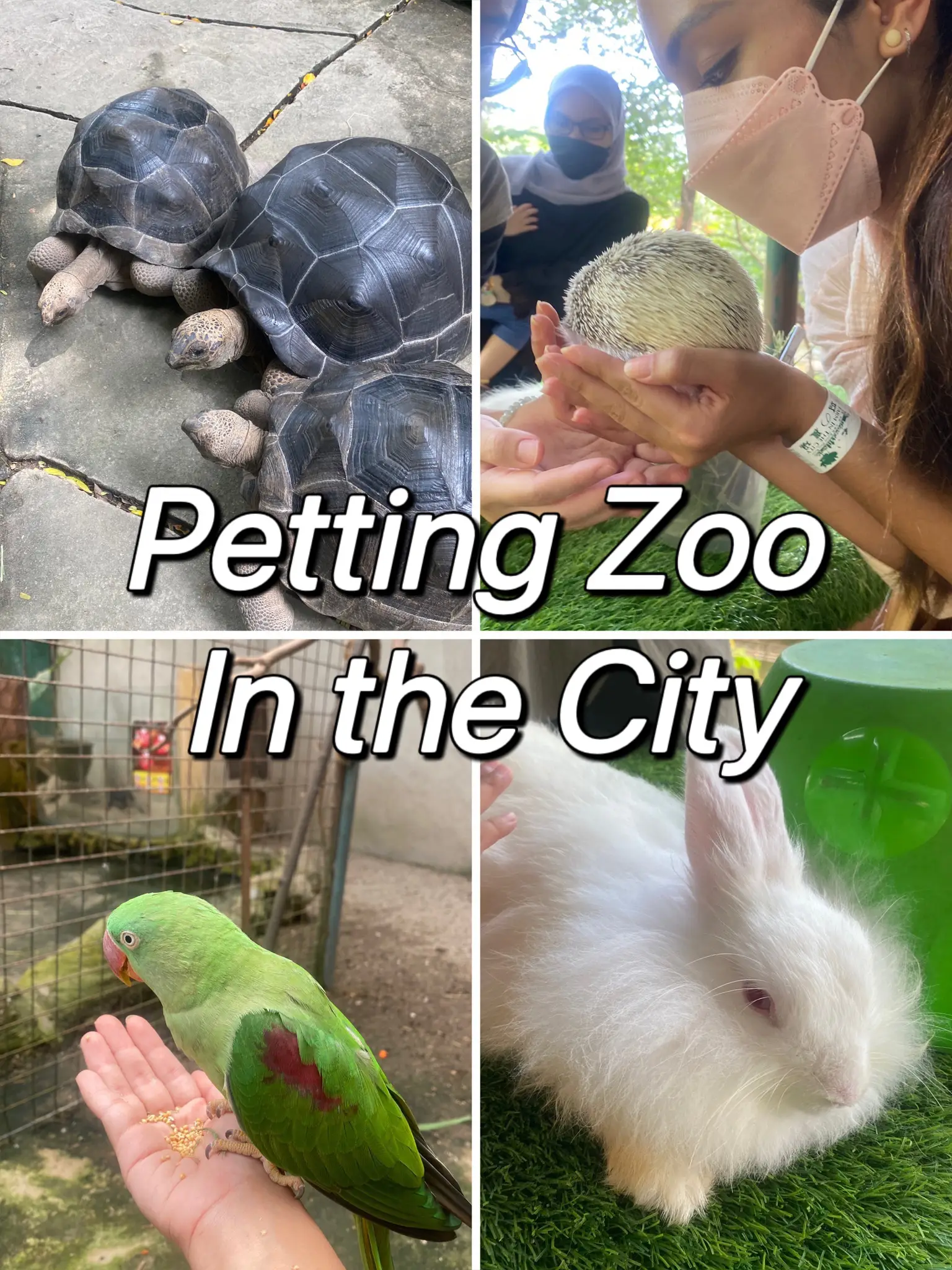 🤩 Petting zoo dekat Kundasang📍 Alpaca Club Sabah | Galeri disiarkan ...