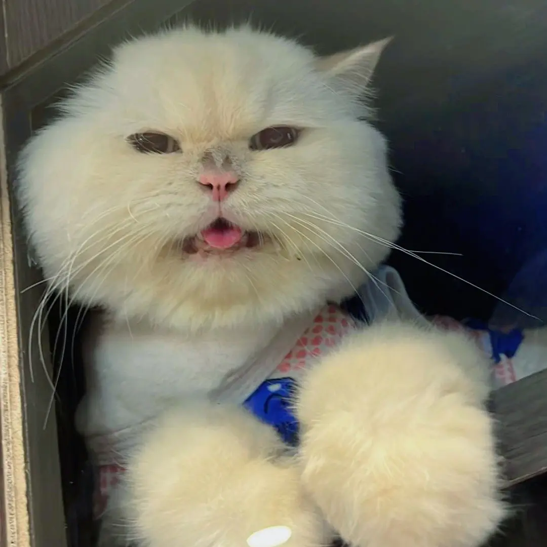 Pop Wanida's Post|Lemon8