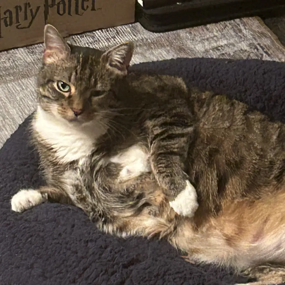 lulucat011's Post|Lemon8