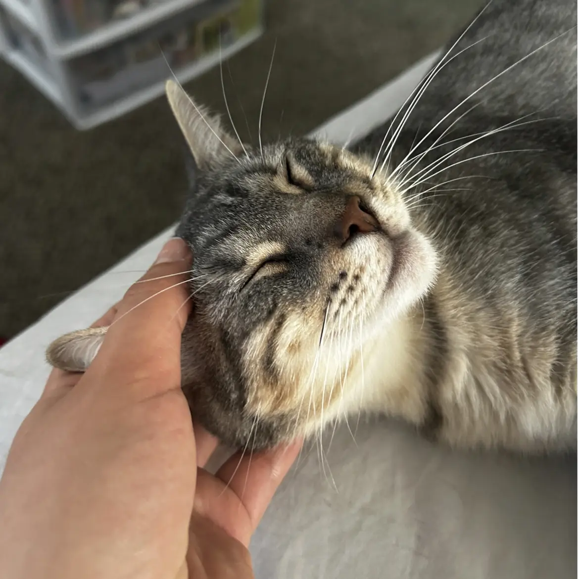 Isabelle's Post|Lemon8