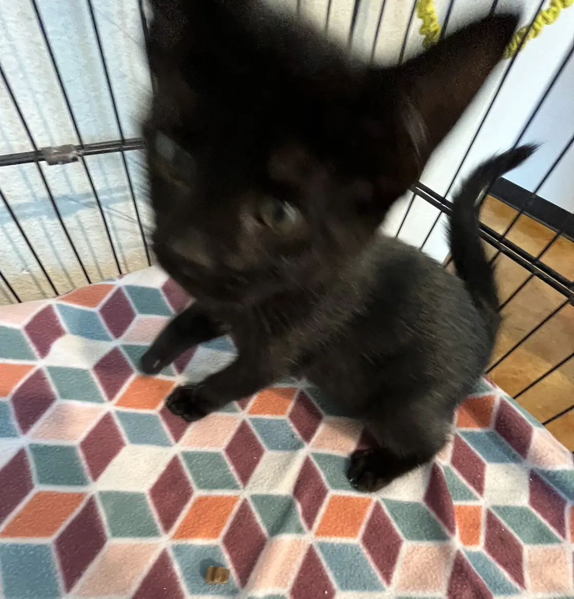 Ham_sandwich's Post|Lemon8