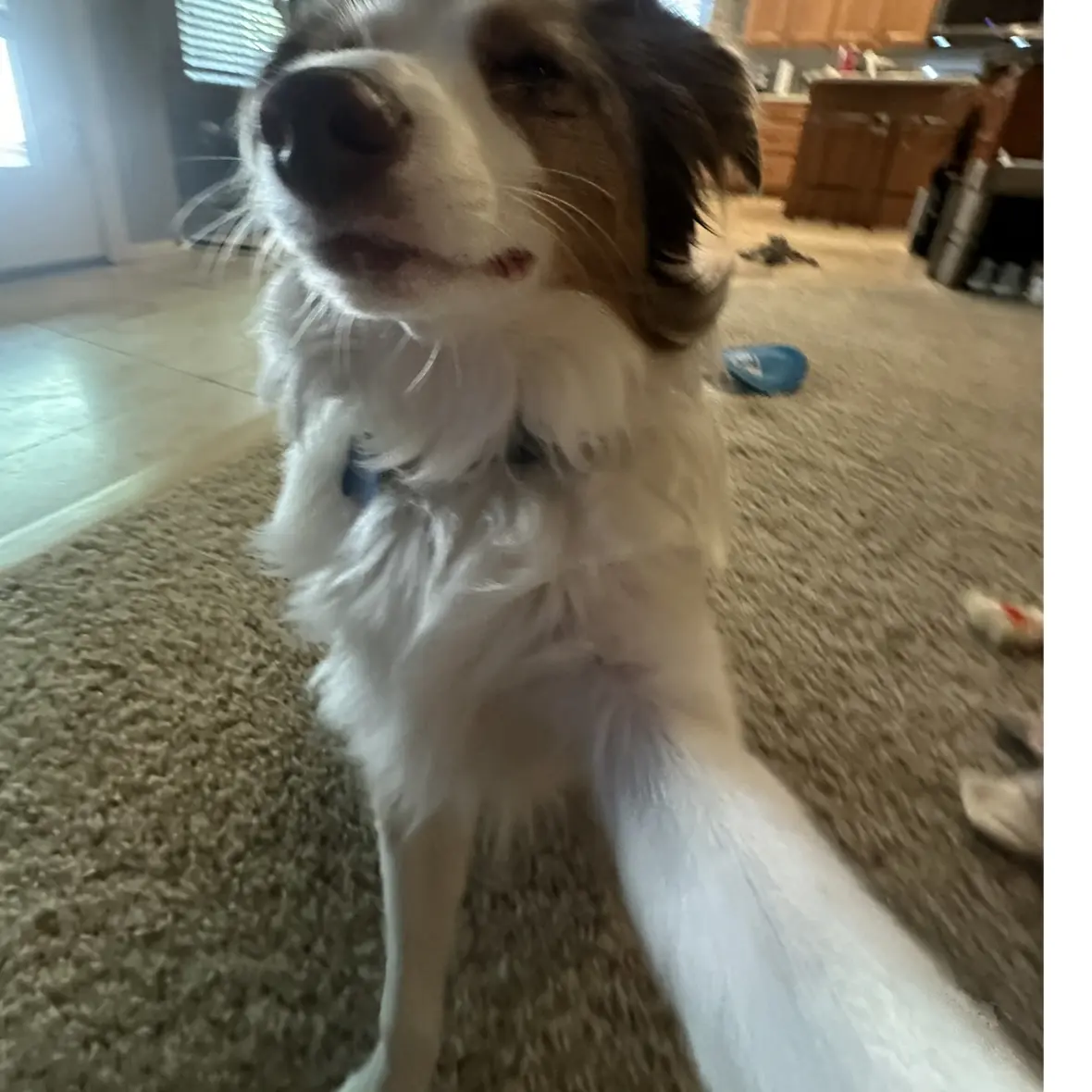 Willow!🐾's Post|Lemon8