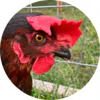 chicks 🐤🐤🐤🐤's Post|Lemon8